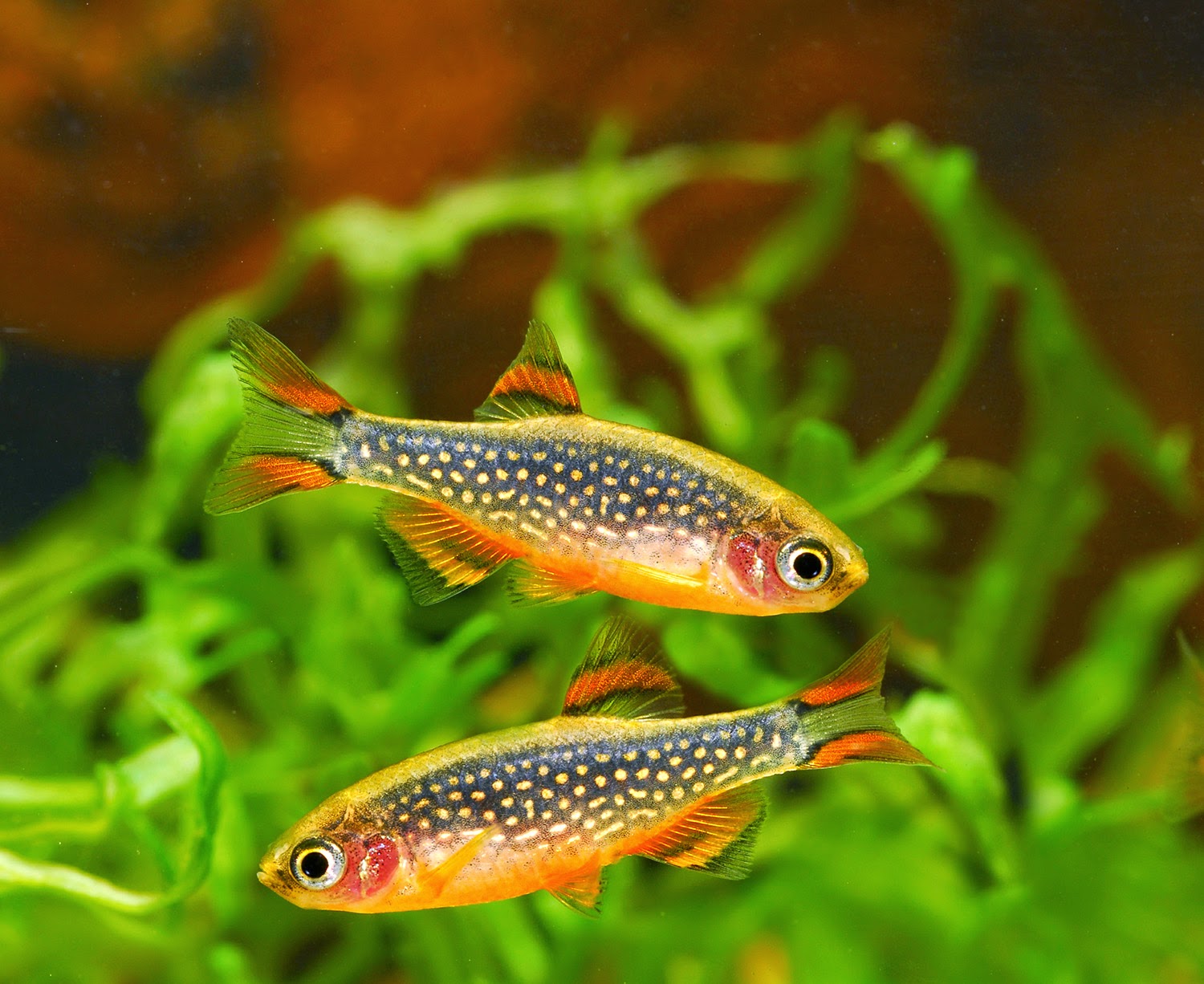 Quels poissons d’aquarium choisir ? | Les vétérinaires